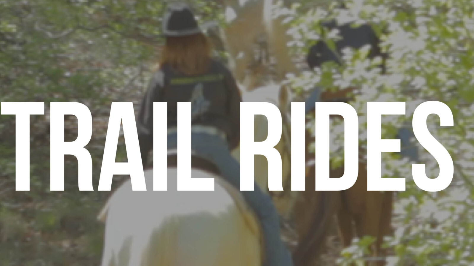 Horseback Riding Lessons - Horse Care Lessons - RNR Stables